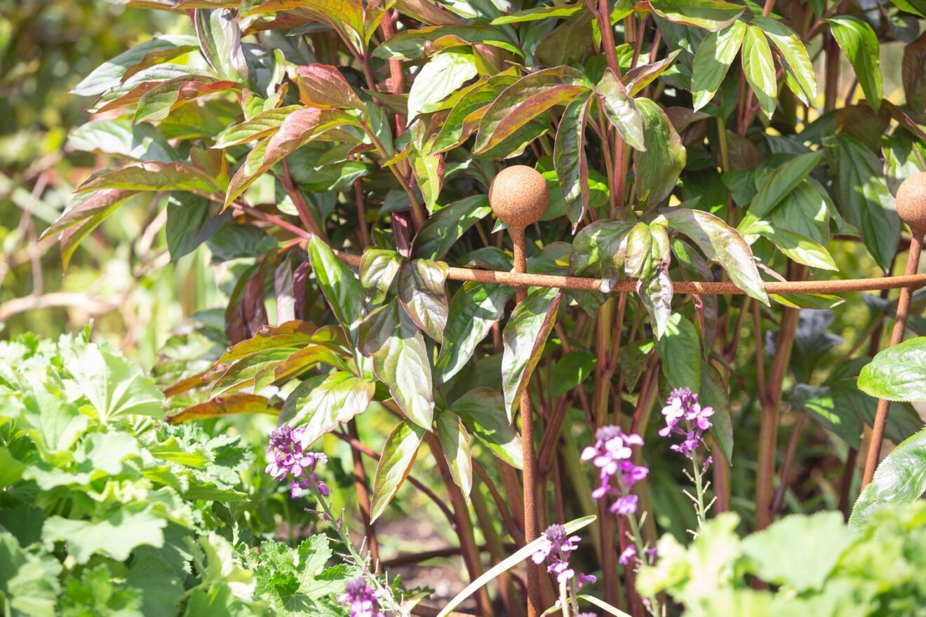 2-Ring Small Peony - 12mm - Kyeburn